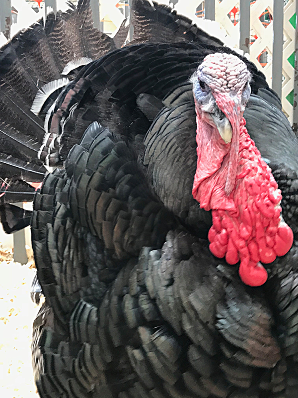 Picasso's Thanksgiving Turkey - Christian Art Lessons